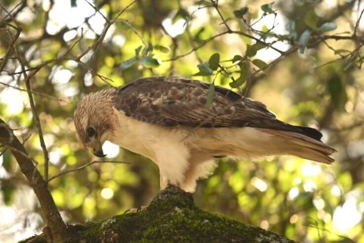 9 Hawks in Oregon (With Pictures) - Avibirds.com
