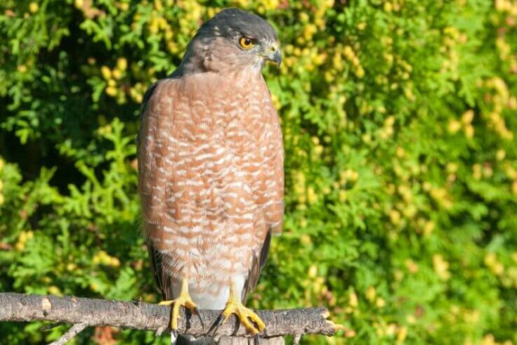 10 Hawks in Utah (With pictures) - AviBirds
