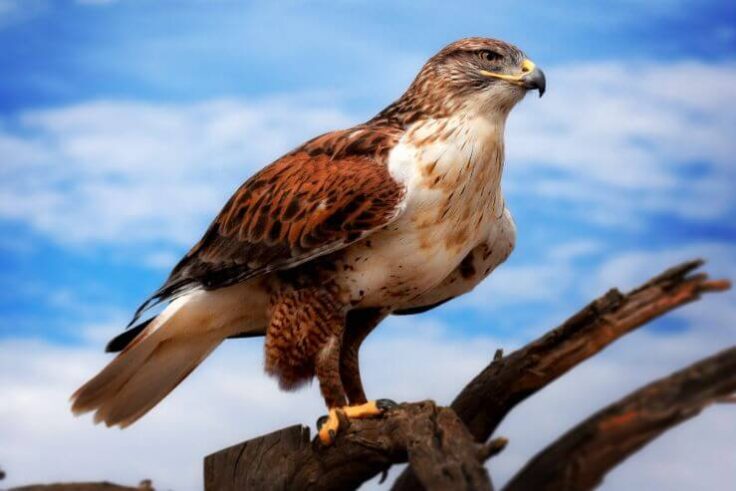 10 Hawks in Utah (With pictures) - AviBirds