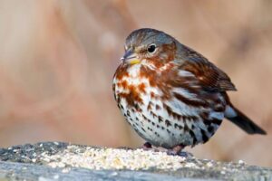 19 Sparrows in Virginia (With PIctures) - AviBirds
