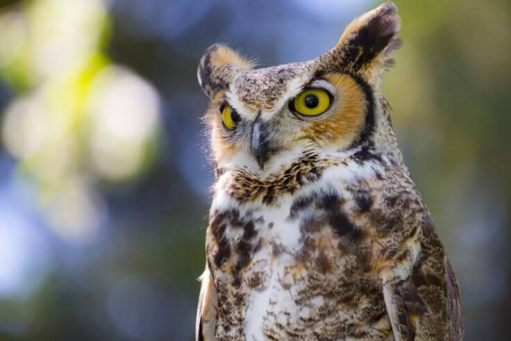 6 Owls in Mississippi (With Pictures) - AviBirds