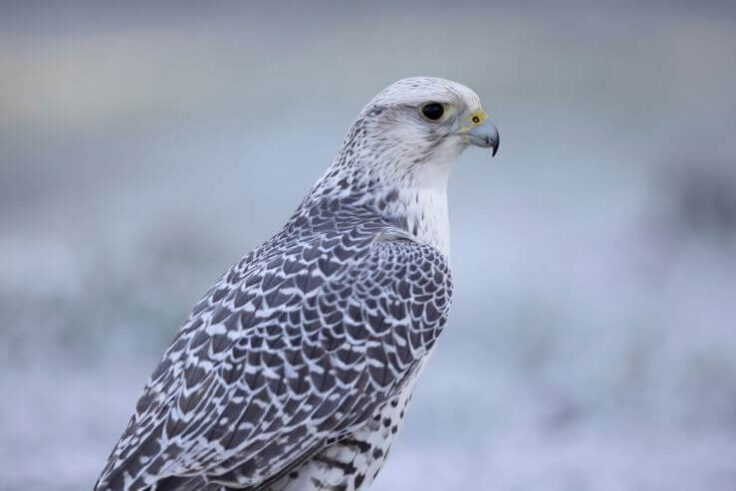5 Falcons in Minnesota (With Pictures) - Avibirds.com