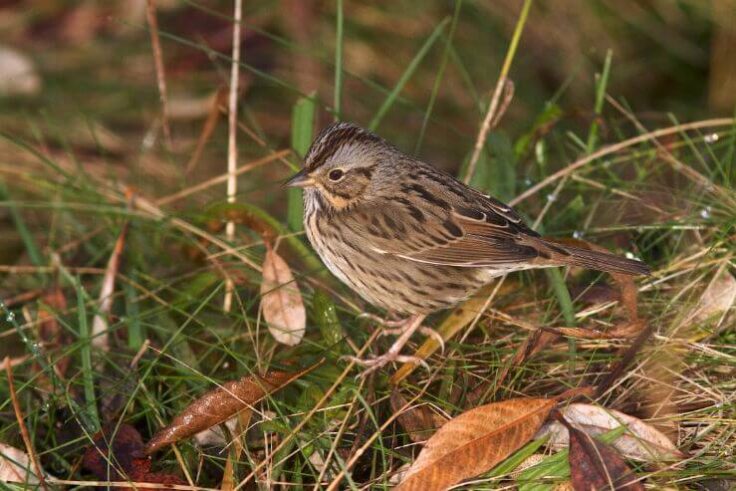 19 Sparrows in Virginia (With PIctures) - AviBirds