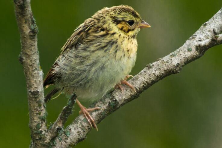 23 Sparrows in Iowa (With Pictures) - Avibirds.com