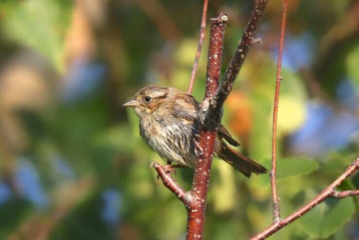23 Sparrows in Iowa (With Pictures) - Avibirds.com