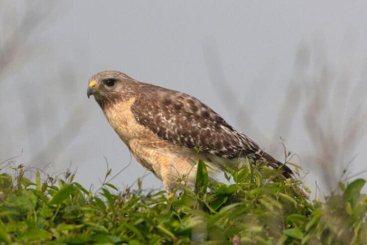 9 Hawks in Oregon (With Pictures) - Avibirds.com