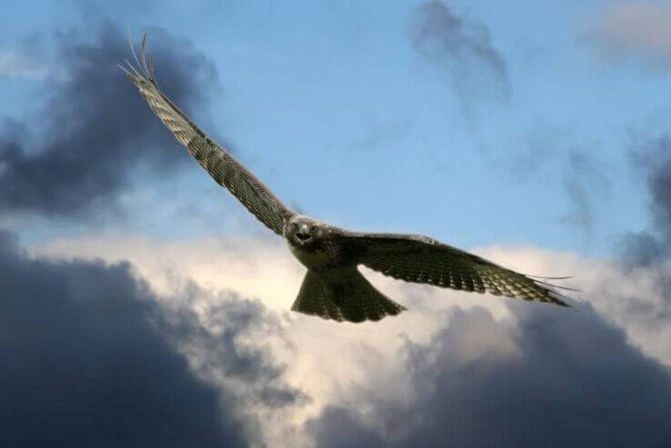 10 Hawks in Utah (With pictures) - AviBirds