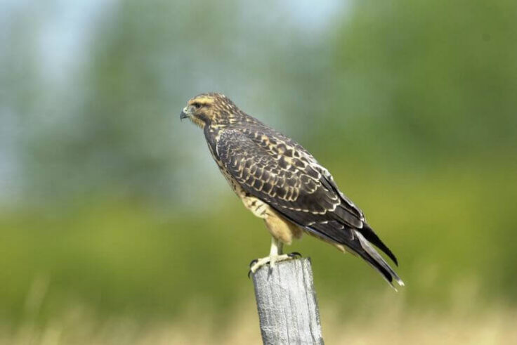10 Hawks in Utah (With pictures) - AviBirds