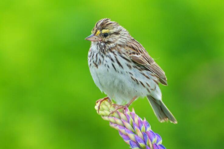 23 Sparrows in Iowa (With Pictures) - Avibirds.com