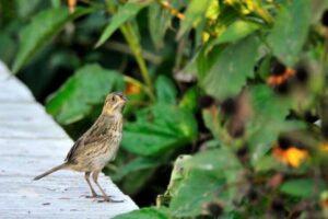19 Sparrows in Virginia (With PIctures) - AviBirds