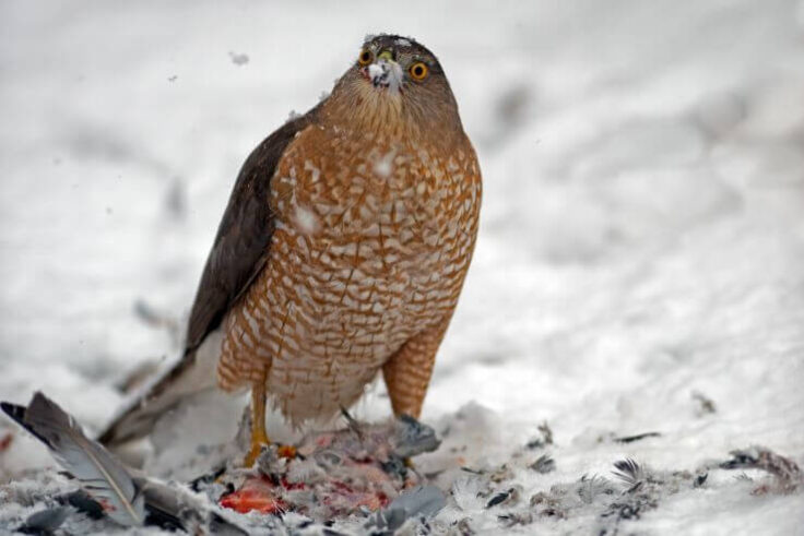 10 Hawks in Utah (With pictures) - Avibirds.com