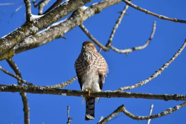 6 Hawks in Alaska (With Pictures) - Avibirds.com