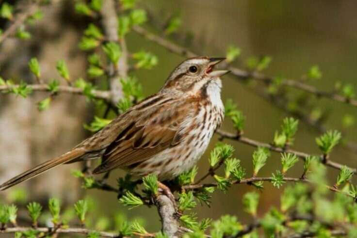 19 Sparrows in Virginia (With PIctures) - Avibirds.com