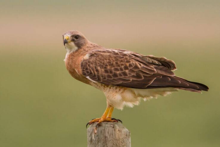 9 Hawks in Oregon (With Pictures) - Avibirds.com