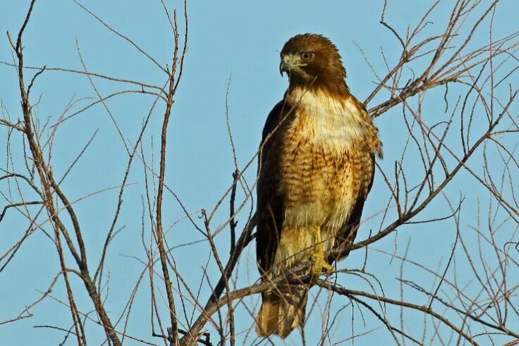 10 Hawks in Utah (With pictures) - AviBirds