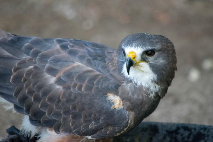 10 Hawks in Nebraska (With Pictures) - AviBirds