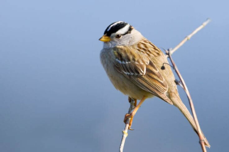 23 Sparrows in Iowa (With Pictures) - AviBirds