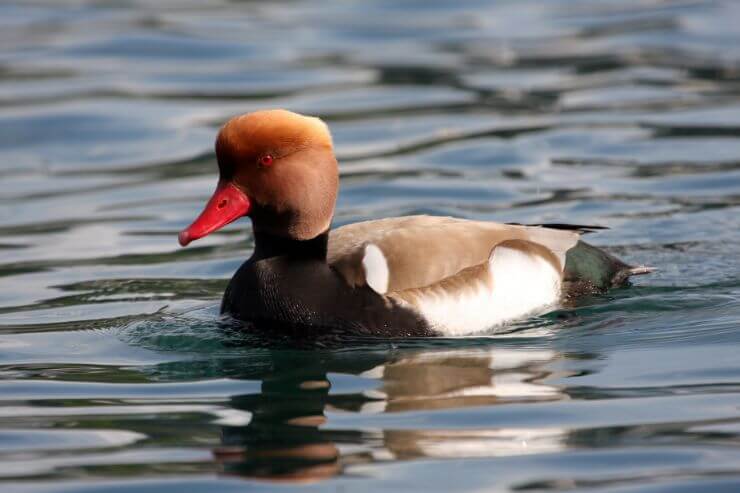 Red-crested Pochard / Netta rufina (With Pictures) - AviBirds