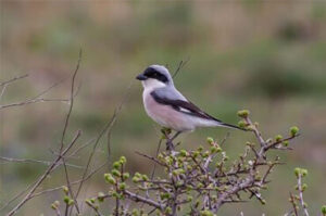 32 Types of Shrikes (With Pictures) - Avibirds.com
