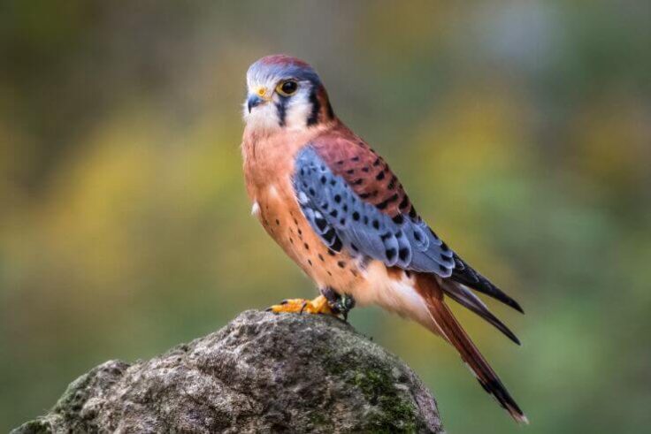 Falcons in Oregon and Where to Find Then - AviBirds