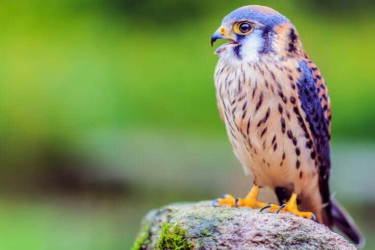 Falcons in Colorado (With Pictures) - Avibirds.com