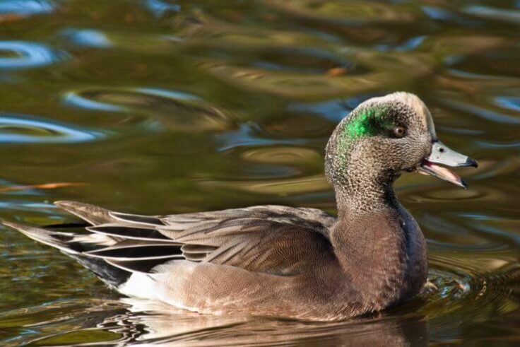 25 Ducks in Ohio (With Pictures) - Avibirds.com