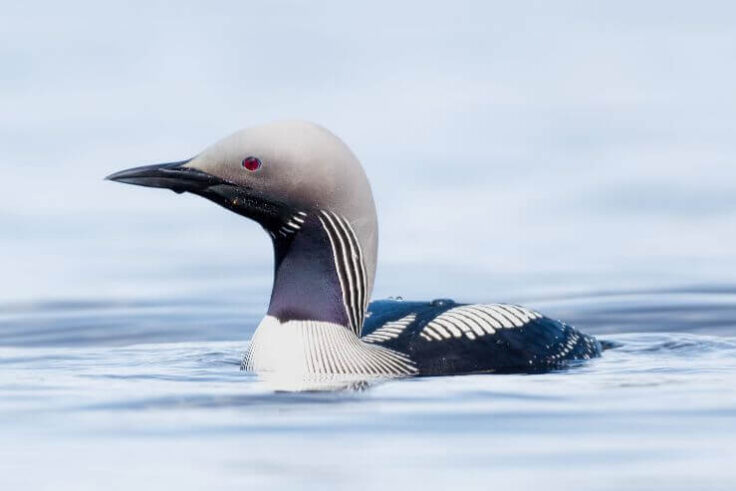 Black-throated loon (Gavia arctica) or Arctic Loon - AviBirds