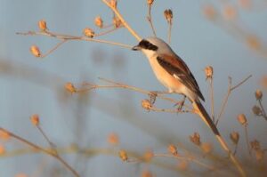 32 Types of Shrikes (With Pictures) - Avibirds.com