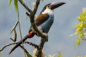 Types of Toucan Species and Their Allies (Ramphastidae) - Avibirds.com