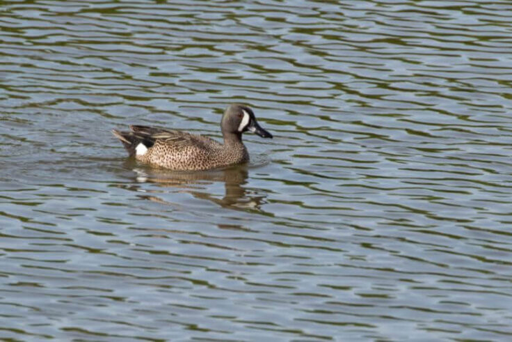 25 Ducks in Ohio (With Pictures) - Avibirds.com