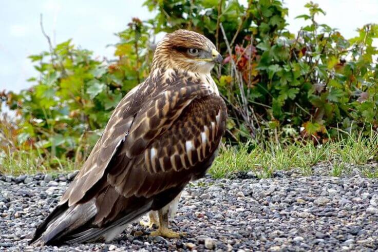 Hawks in Idaho (With Pictures) - Avibirds.com