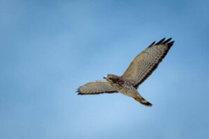 9 Hawks in Pennsylvania (With Pictures) - Avibirds.com