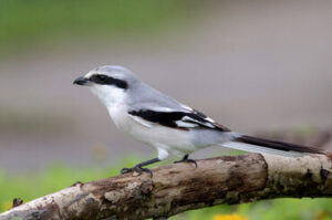 32 Types of Shrikes (With Pictures) - Avibirds.com