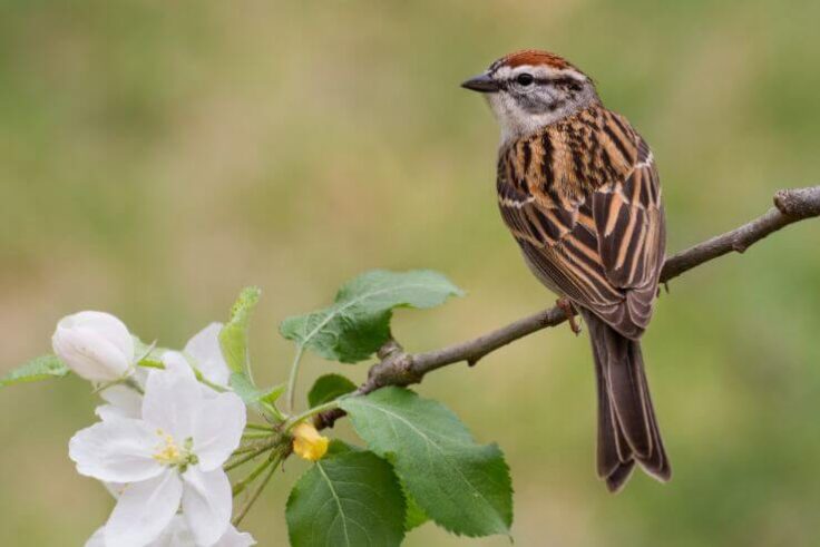 17 Sparrows in Tennessee (With Pictures) - AviBirds
