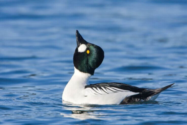 25 Ducks in Ohio (With Pictures) - Avibirds.com