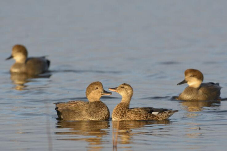 25 Ducks in Ohio (With Pictures) - Avibirds.com