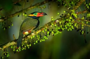 Types of Toucan Species and Their Allies (Ramphastidae) - Avibirds.com