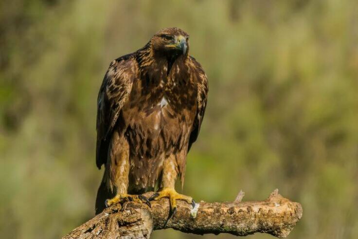 Types of Eagles in Oregon and Where to Find Them