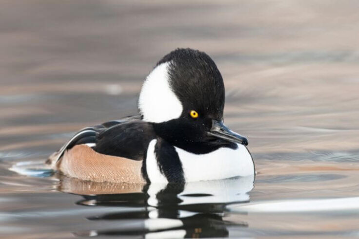 25 Ducks in Ohio (With Pictures) - Avibirds.com