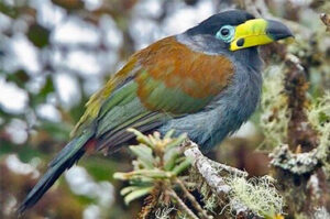 Types of Toucan Species and Their Allies (Ramphastidae) - Avibirds.com