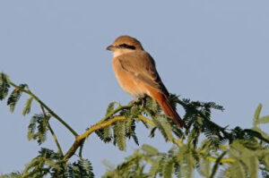 32 Types of Shrikes (With Pictures) - Avibirds.com
