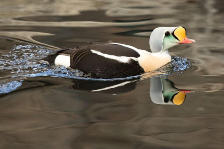 25 Ducks in Minnesota (With Pictures) - Avibirds.com