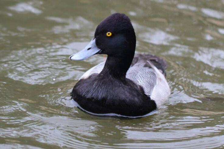 25 Ducks in Ohio (With Pictures) - Avibirds.com