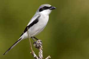 32 Types of Shrikes (With Pictures) - Avibirds.com