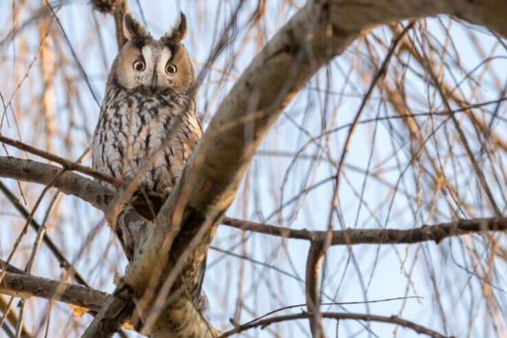 8 Owls in Pennsylvania (With Pictures) - Avibirds.com