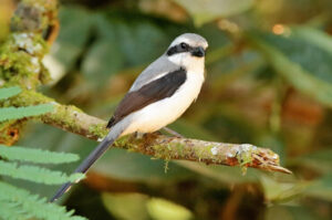 32 Types of Shrikes (With Pictures) - Avibirds.com