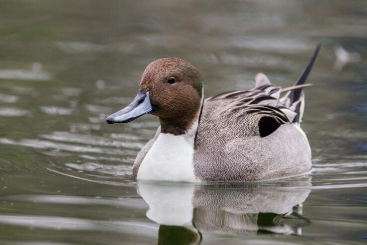 25 Ducks in Minnesota (With Pictures) - Avibirds.com