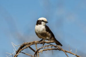 32 Types of Shrikes (With Pictures) - AviBirds