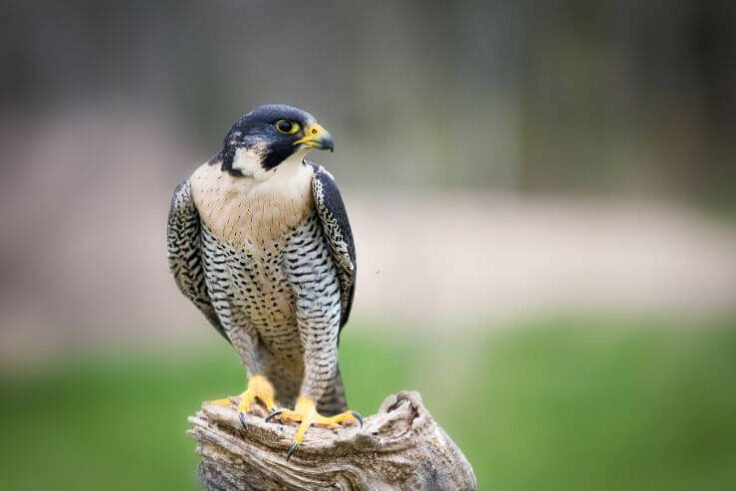 Falcons in Oregon and Where to Find Then - Avibirds.com