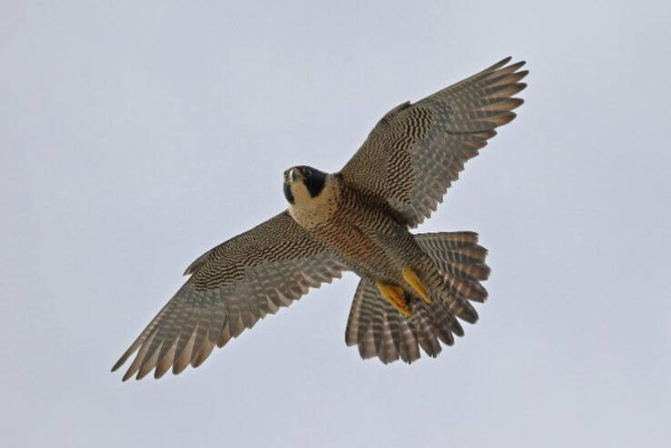 Falcons in Colorado (With Pictures) - Avibirds.com
